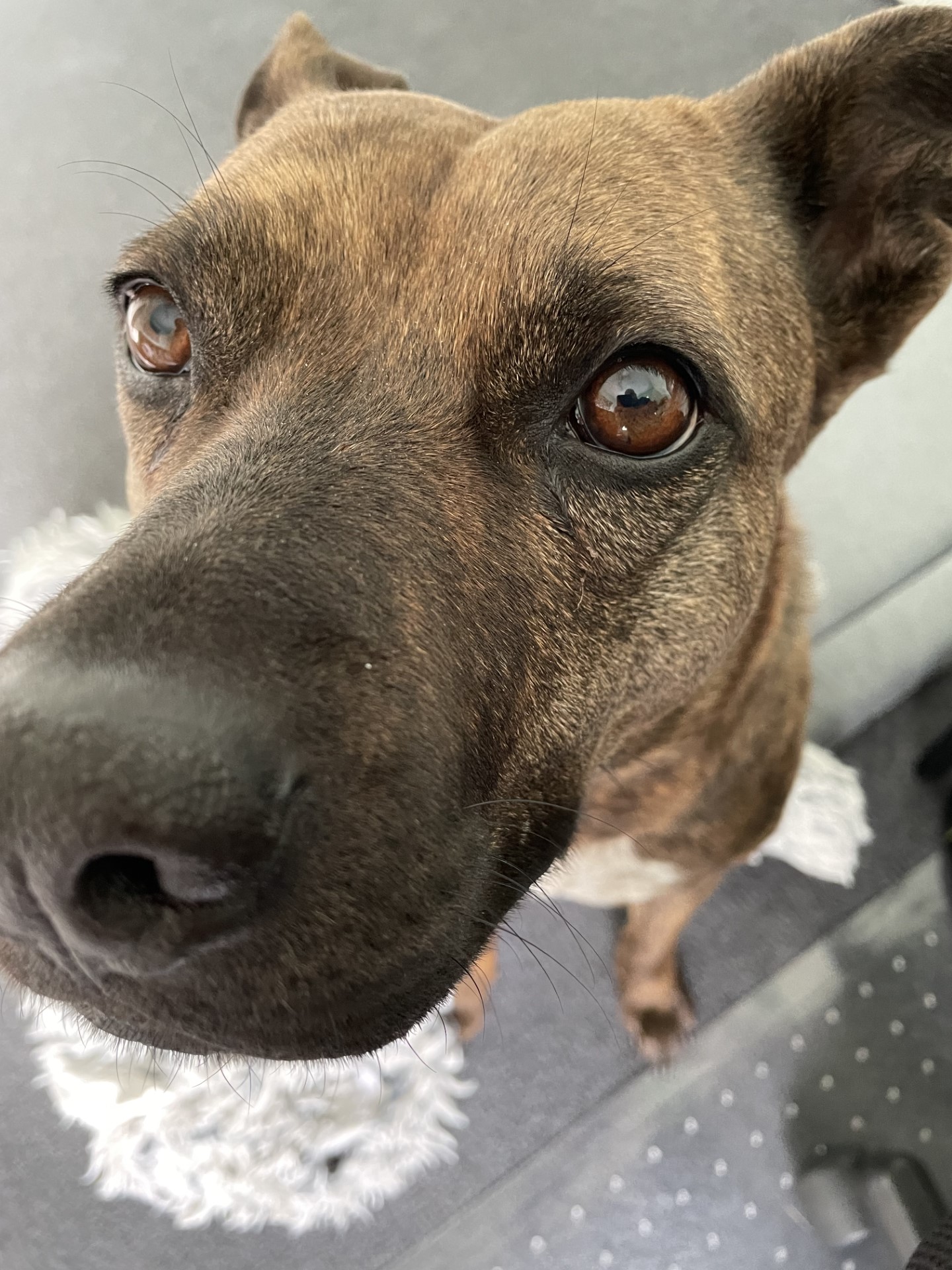 The Impact of Nurture on Pitbull Behavior: Unveiling the Dominance of ...